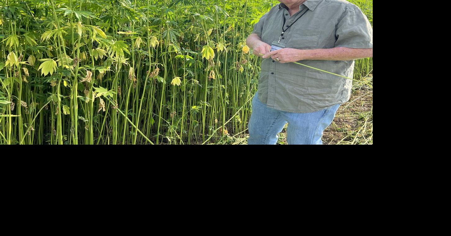 Bear Fiber Weaves American Textiles with Hemp | Hemp Industry News ...