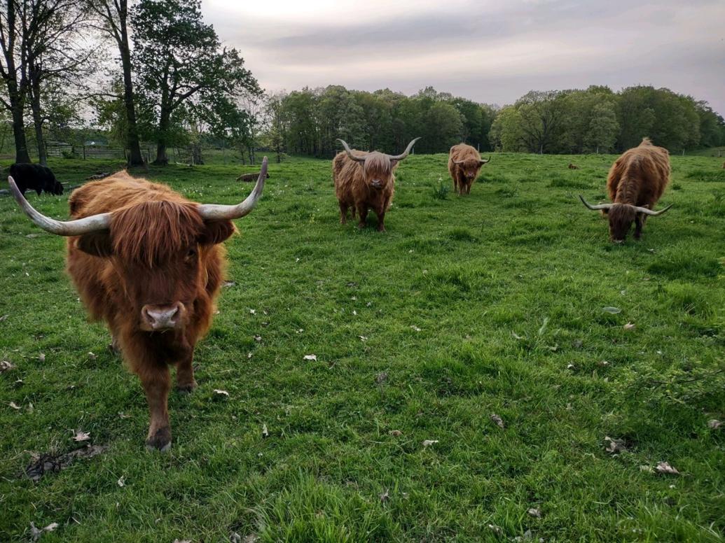 Highland Cattle Gaining Popularity in Pennsylvania | Livestock News ...