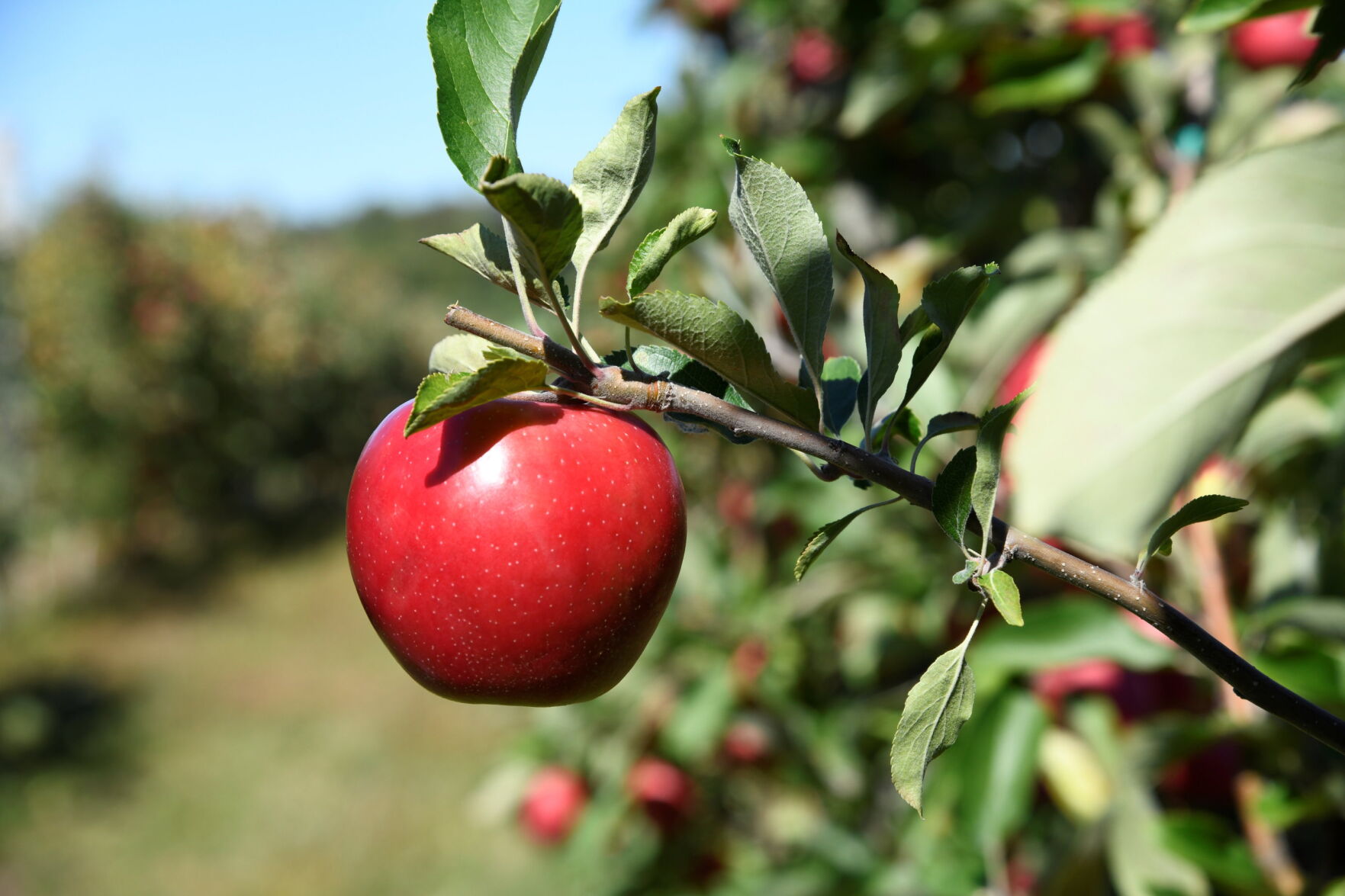 New York Apple Industry Introduces Ad Campaign | Fruit and Vegetable ...