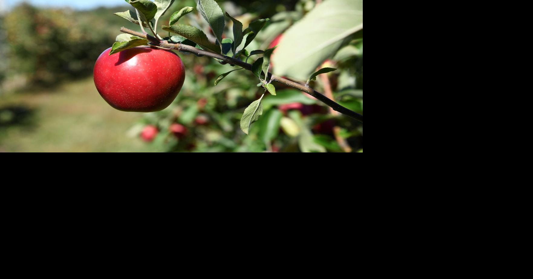 New York Apples Launches Health-Focused Digital Campaign | Fruit and ...