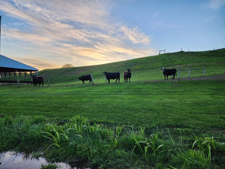 Keeney Farms Brings Together Local Beef, Education | Livestock News ...