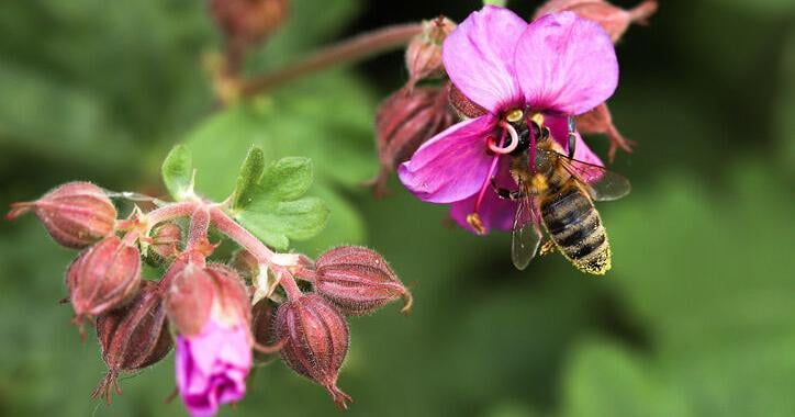 Choosing the Perfect Pollinator-Friendly Plants for Your Garden ...