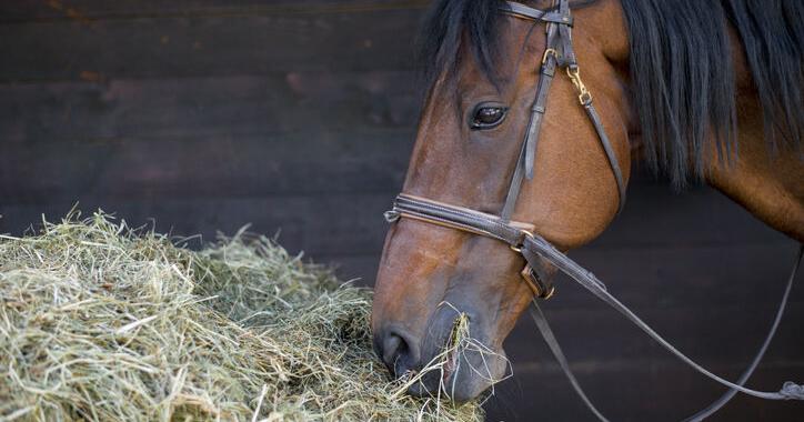 Understanding Your Horse's Hay Analysis | Horse News and Equine Events ...