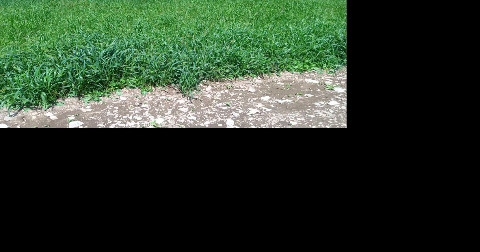 Study Evaluates New High-Yield Varieties of Switchgrass That Are Less ...