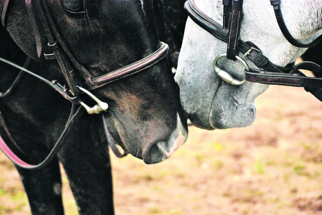 Infectious Disease Biosecurity for Horse Farms and Owners | Horse News ...