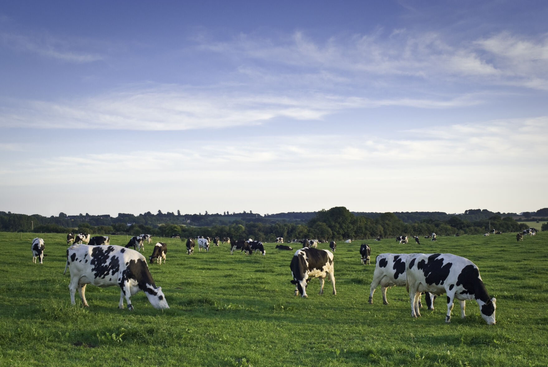 When It Comes to Expanding Dairy Farms, Get Better Before Getting ...