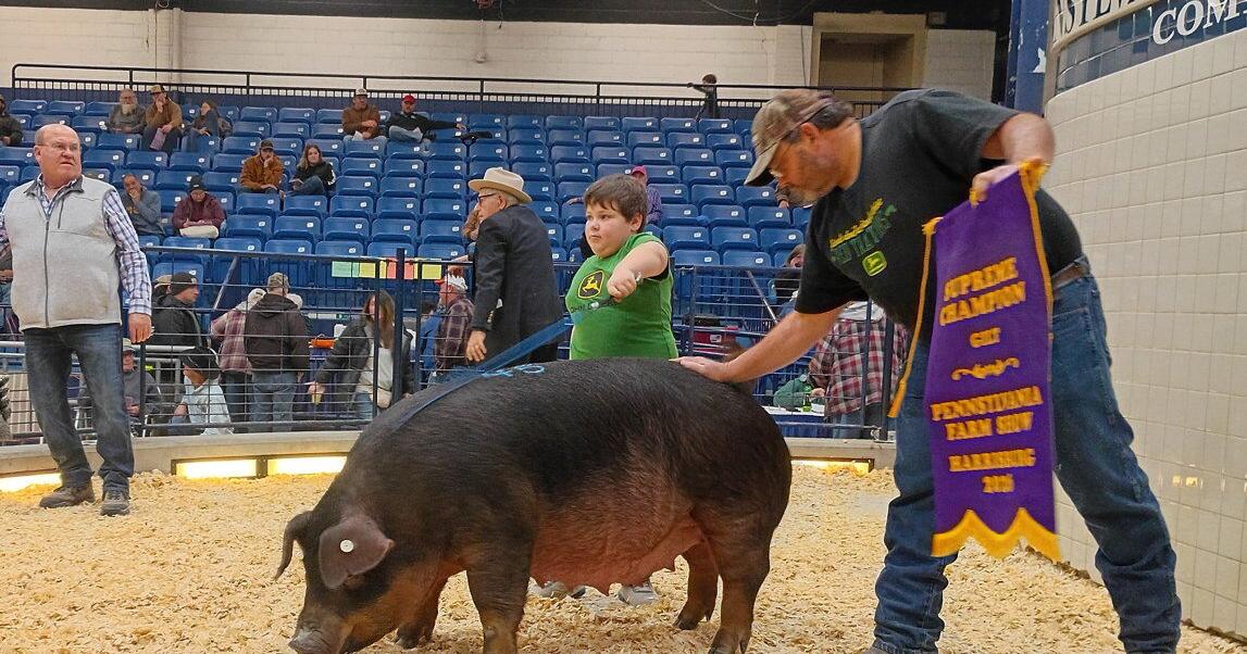 Duroc From Punxsutawney Takes Supreme at PA Farm Show Bred Gilt Show ...