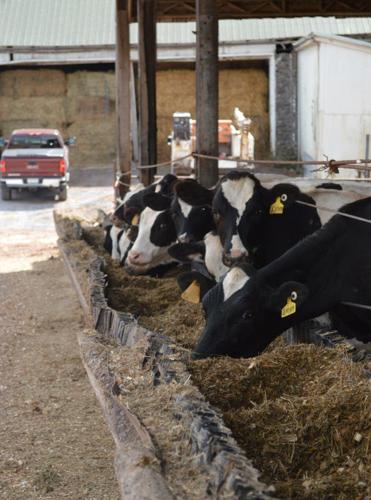 Dairy Spotlight: 90-Year-Old Berks Farmer Recognized | Dairy News ...