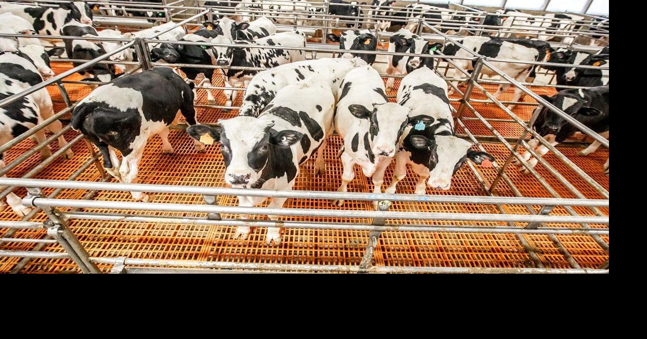 Veal Industry Embraces New Ethical Commitments in Hopes of Improving ...