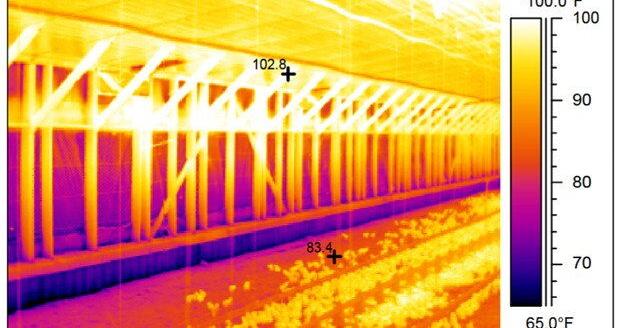 Keep Cold Pockets Out of Brooding Area in Your Poultry House | Poultry ...