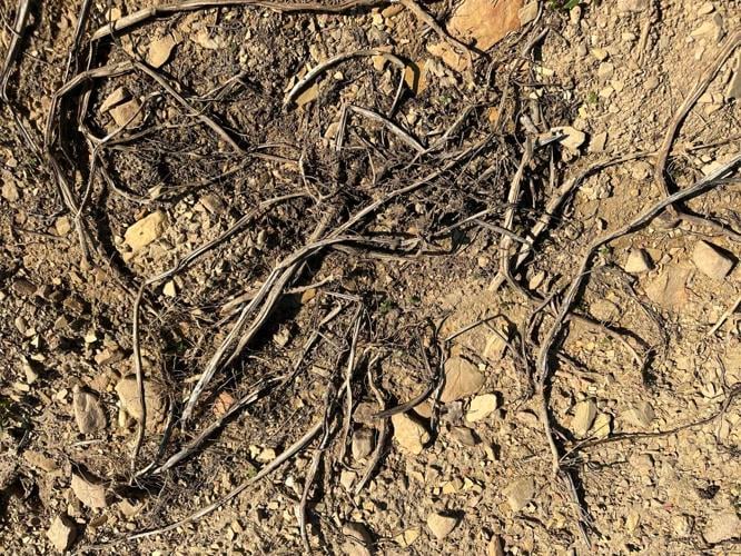 When Is It Time to Harvest Potatoes From Your Garden? | Gardening Tips ...