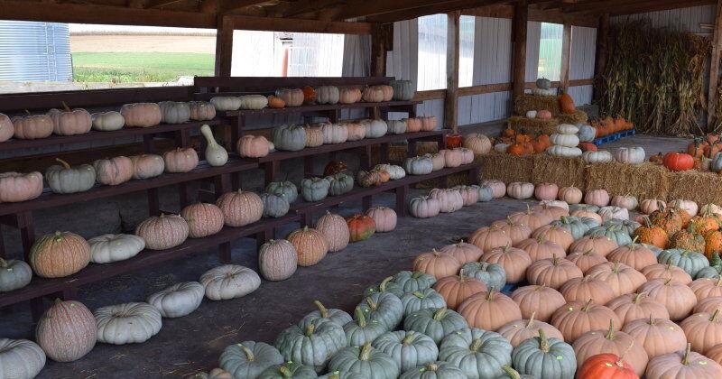 Tips for Picking the Perfect Pumpkin | Farming and Agricultural News ...