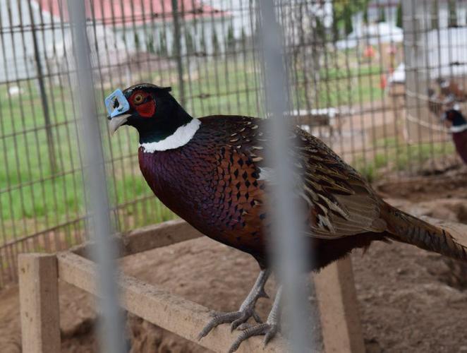 Turkeys, Pheasants Serve Fall Restaurant Market | News ...