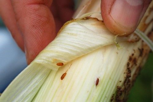 New Onion Pest Surfaces for First Time in Western Hemisphere | Farming ...