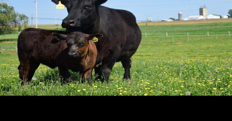 Beef Breeding Makes Leap in Pennsylvania | Farming and Agricultural ...