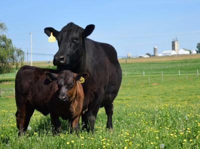 Beef Breeding Makes Leap in Pennsylvania | Farming and Agricultural ...