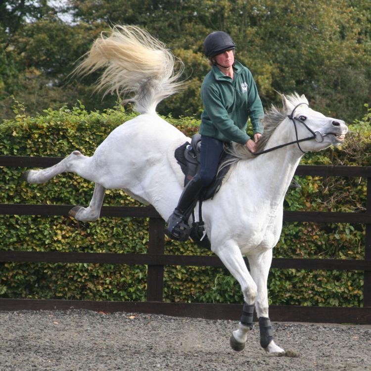 Award-Winning Documentary Gets to the Heart of How We See Lameness in Horses | Horse News and ...