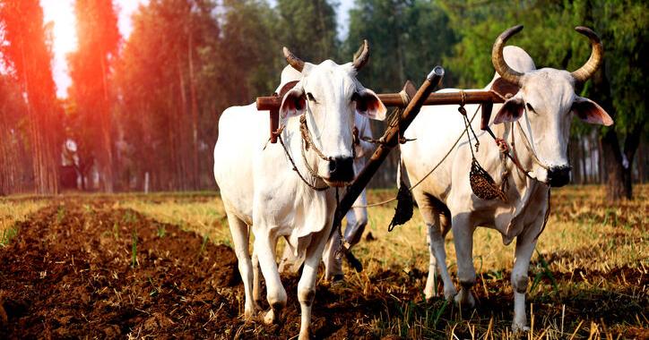 Curious About Cattle as Draft Animals [Opinion] | | lancasterfarming.com