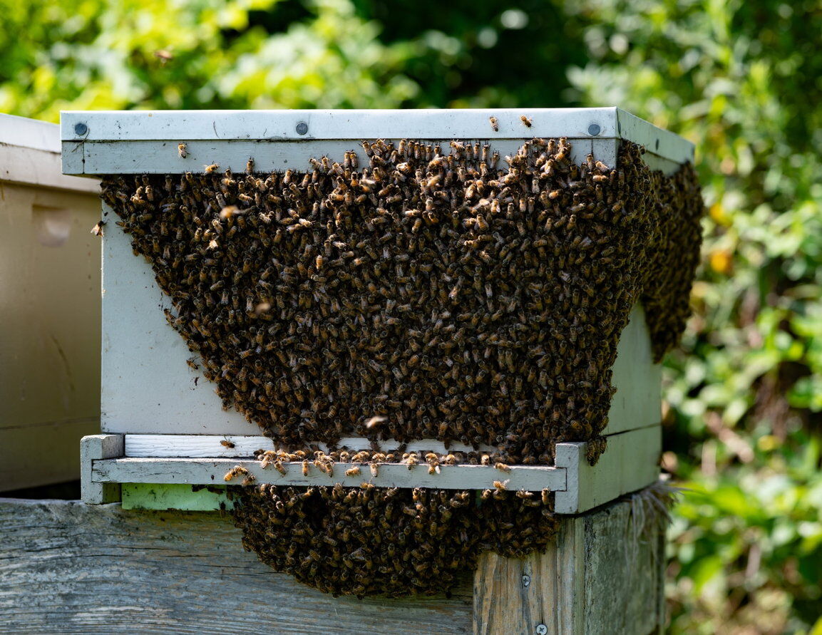 Beekeepers Face Evolving Market: Keeping Up with a Changing Economy ...