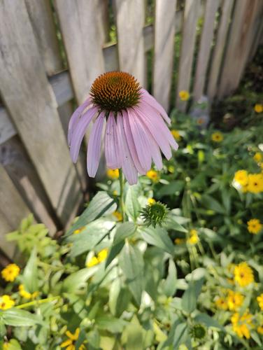 Plant This, Not That: Replacing Invasives with Native Plants ...