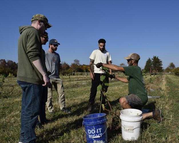 Hazelnut Farming Takes Root in New Jersey with Help from Military ...