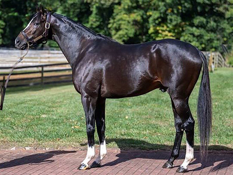 Sire Max Player to Stand in Pennsylvania for 2026 Breeding Season ...