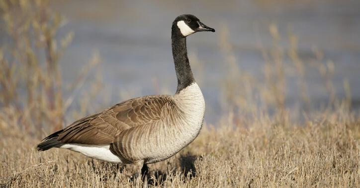 Migratory Canada Goose Numbers Decline, Officials Scale Back Hunting ...