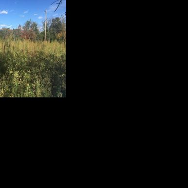 Evaluating Harvest Aid Herbicide Applications for Weed Infestations ...