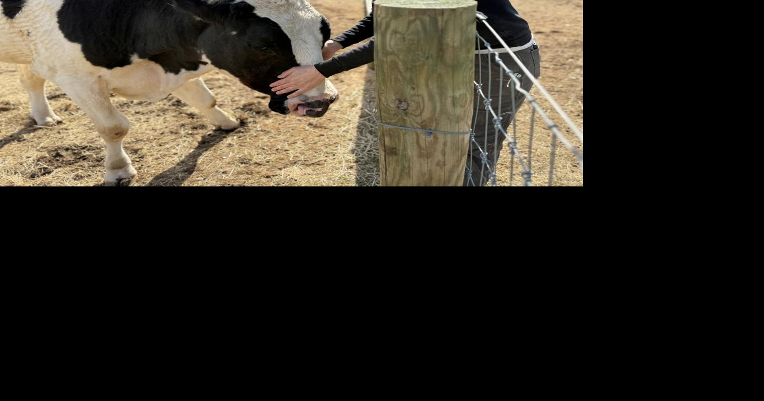 Rescuing Farm Animals: The Heartwarming Work of Lancaster Farm ...