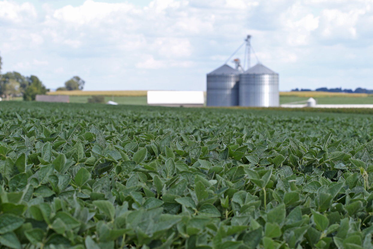 Soybean Farmers Pleased With New Dicamba Label [Opinion] | Field Crop ...