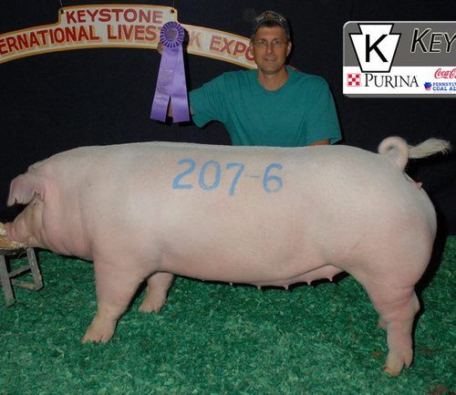 Berkshire Boar, Chester White Gilt Win KILE Swine Show | Farming and ...