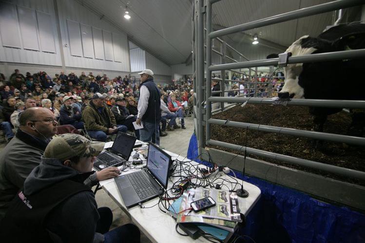 Bull Test Rounds Up Quality Genetics | Farming and Agricultural News ...