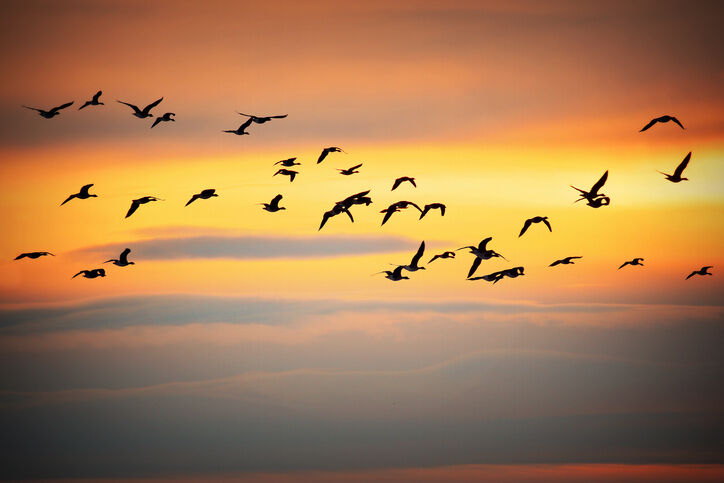 Migration Tracking Tool Indicates Threat to Poultry Farms From Wild ...