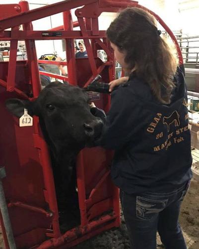 Bull Test Rounds Up Quality Genetics | Farming and Agricultural News ...