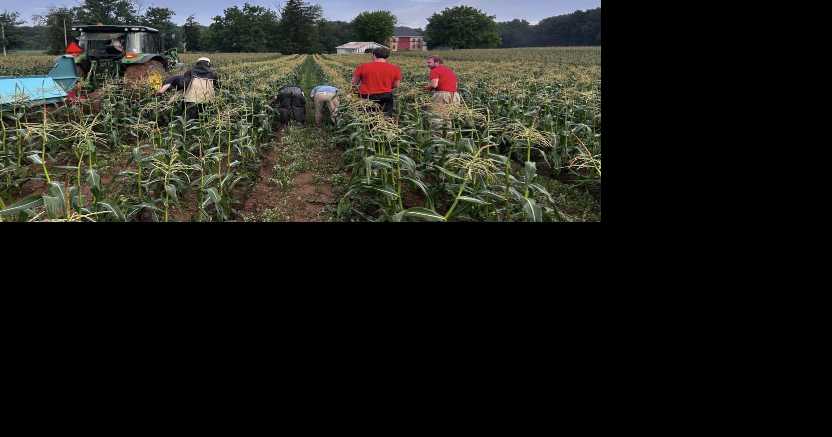 Pennsylvania Sweet Corn Prevails Over Persistent Rain and Pests | Field ...