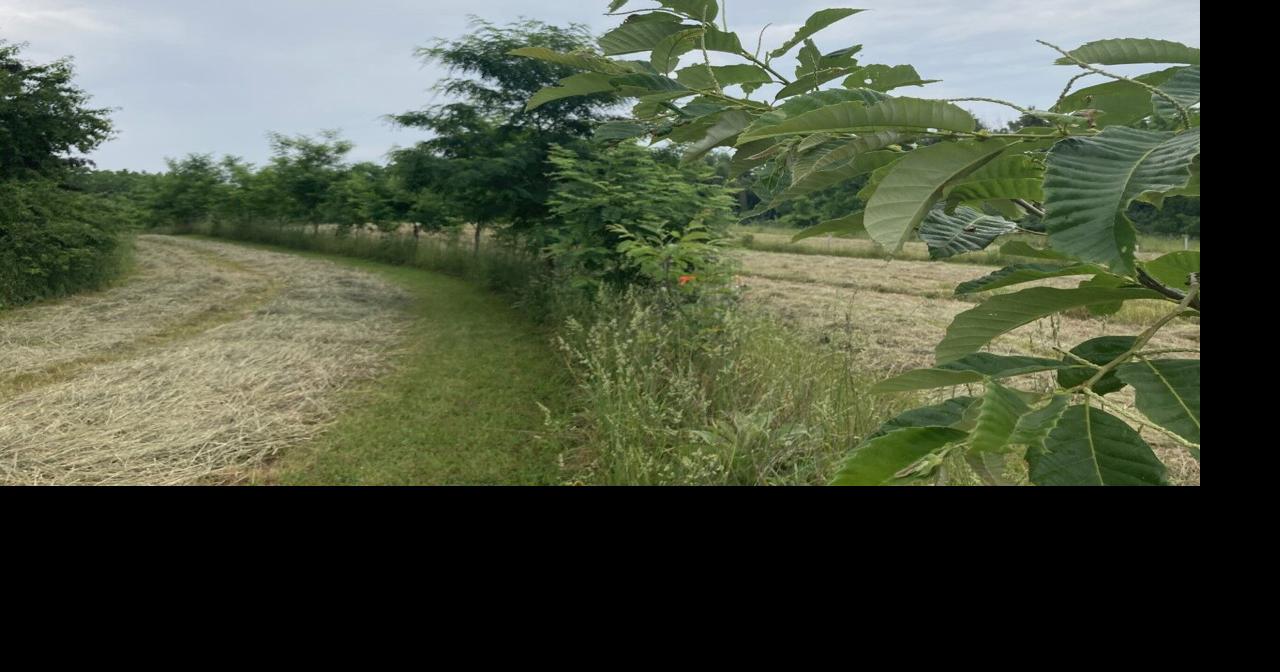 Three Pennsylvania Farms Will Test Alley Cropping, a Planting System ...