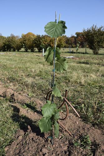 Hazelnut Farming Takes Root in New Jersey with Help from Military ...