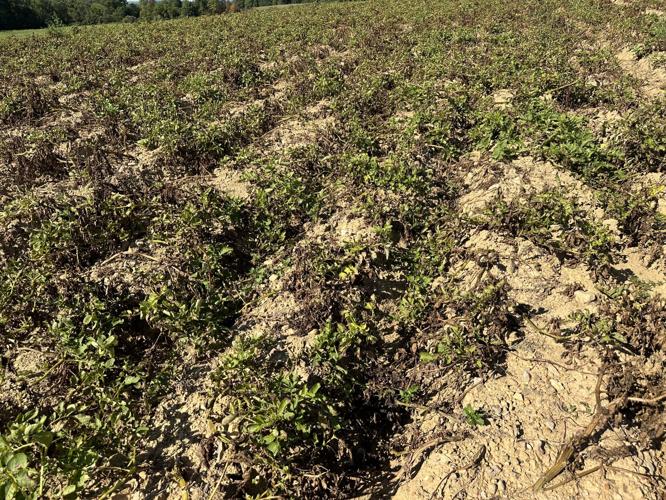 When Is It Time to Harvest Potatoes From Your Garden? | Gardening Tips ...