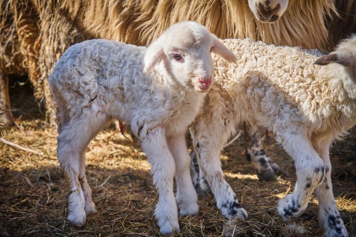 Adding Sheep or Goats to Your Homestead? Start Here | Livestock News ...
