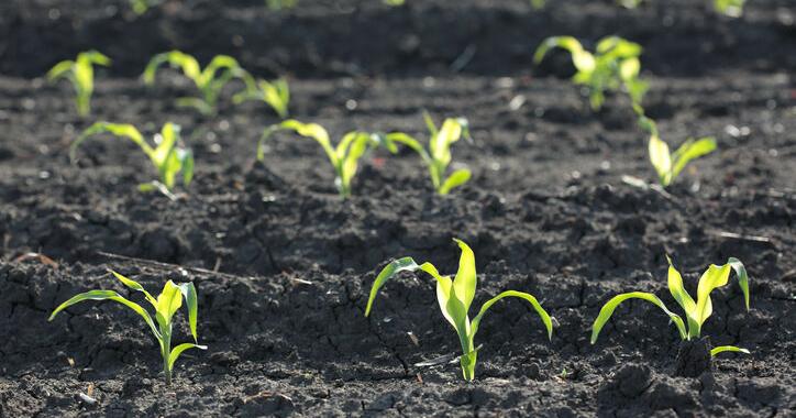 Newly Planted Corn and Soybeans May Be Struggling in Cold, Wet Weather ...