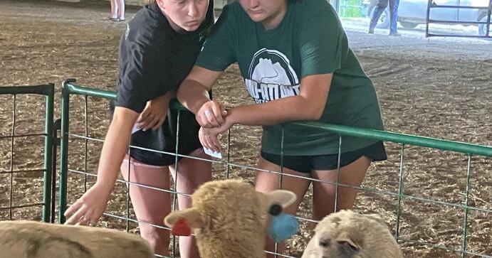 Chester County 4-H Livestock Judging Event Preps Youth for Fair Season ...