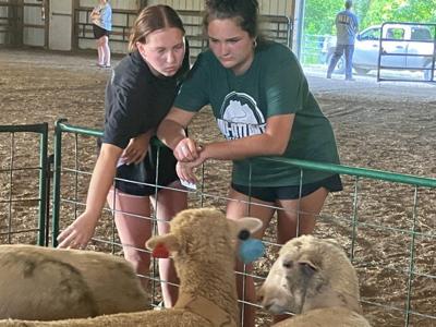 Chester County 4-H Livestock Judging Event Preps Youth for Fair Season ...