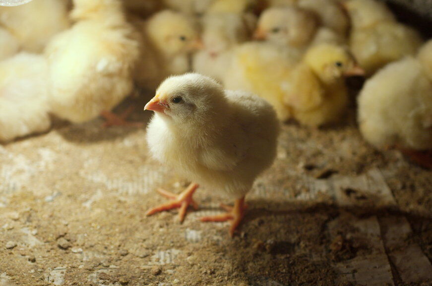 Recent Shipping Issues Worrisome for Poultry Hatcheries | Farming and ...