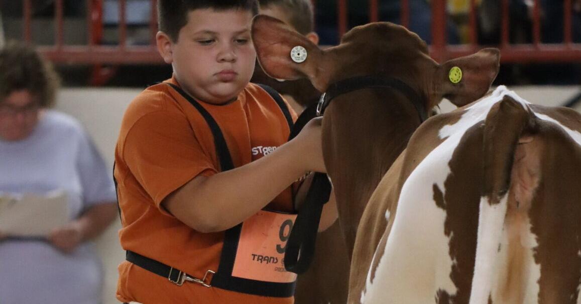 2023 All-American Dairy Show Around the Corner | Farm Shows, County ...