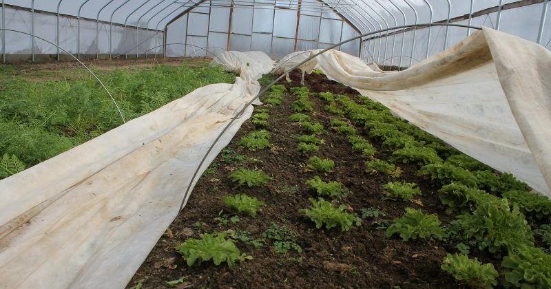 Small Scale Farming Can Mean Big Profit | Farming and Agricultural News ...