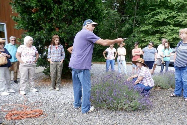 beagle ridge lavender