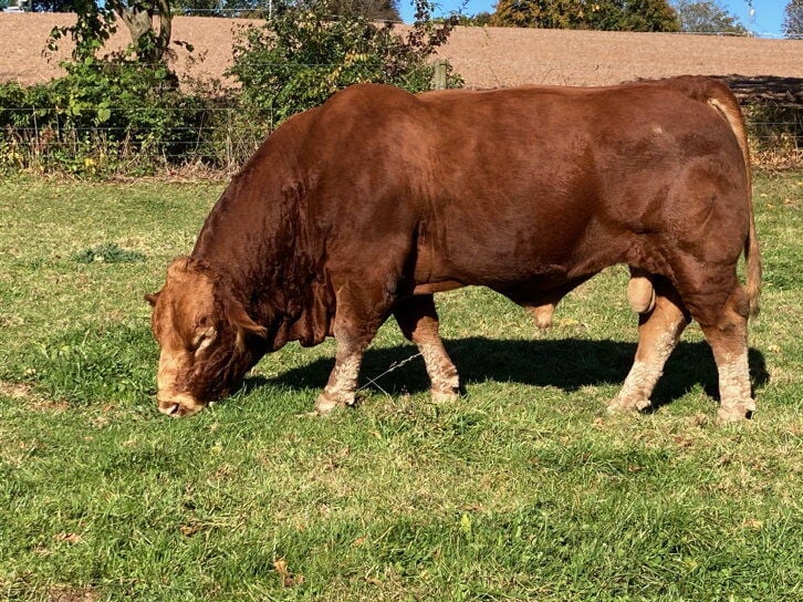 Beef Farmer Sees Promise in Limousin Cattle Breed | Livestock News ...