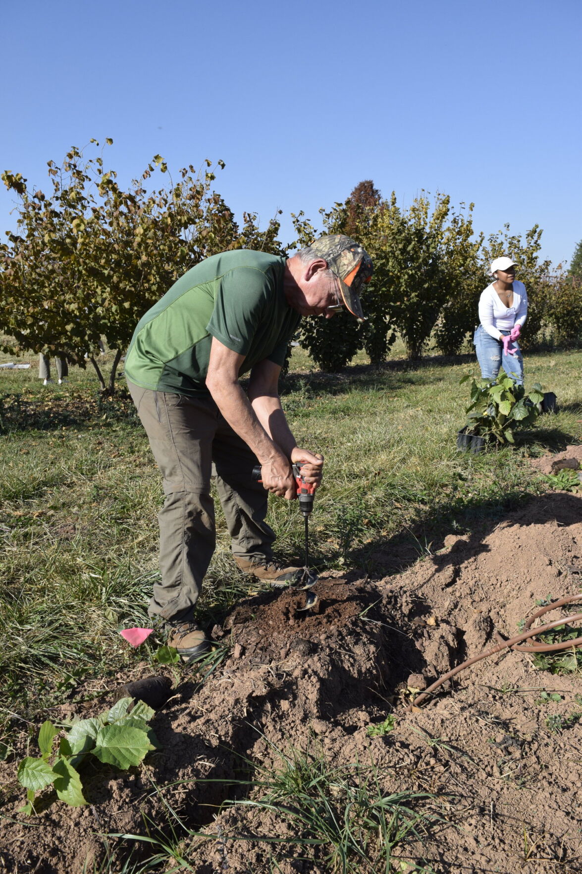 Hazelnut Farming Takes Root in New Jersey with Help from Military ...