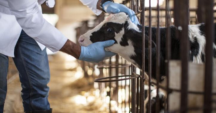Think ‘Inside the Box’ to Address Vet Shortage [Opinion ...