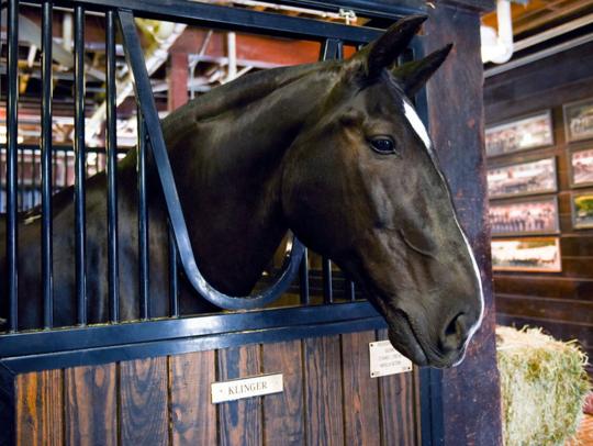 Retired Army Horse Served 8,600 Missions | Horse News and Equine Events ...